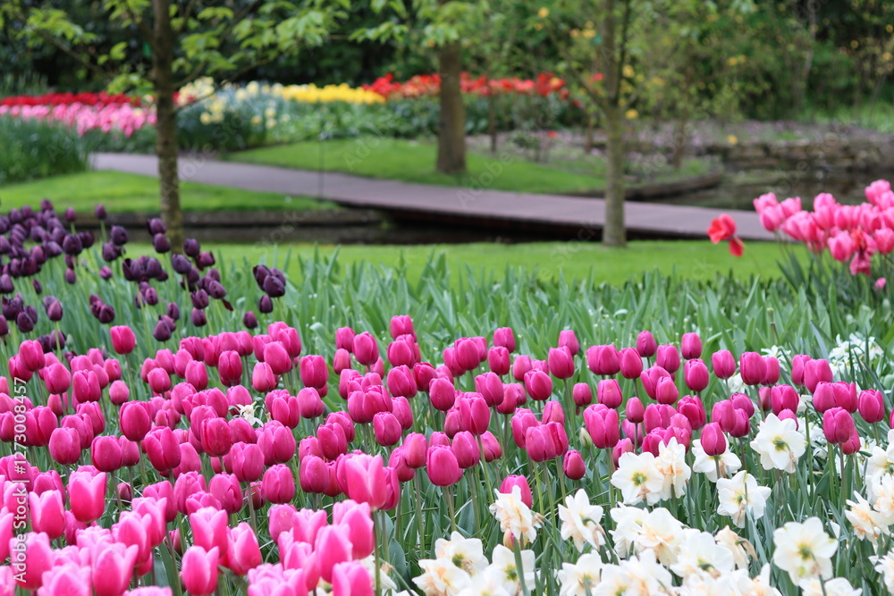 Flower beds full of brightly coloured tulips in a park in spring Stock ...