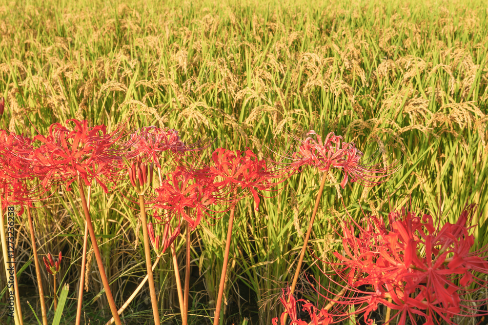 Ears of rice and higanbana (Spider Lily) in the rice paddies in autumn ...