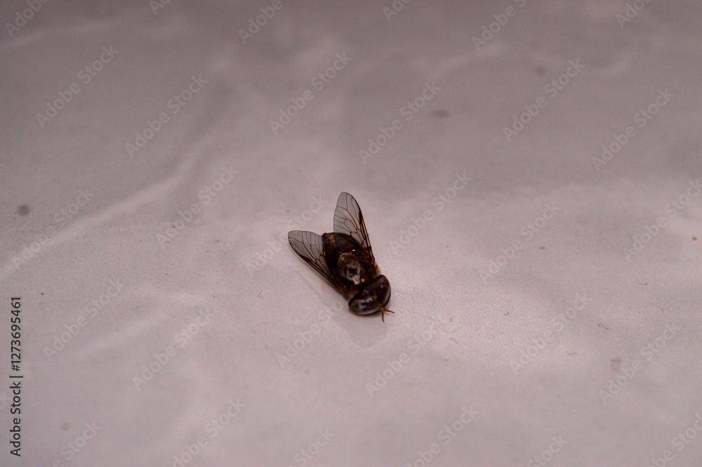 Tabanus nigrovittatus, also known as the green-headed horsefly. Dead ...
