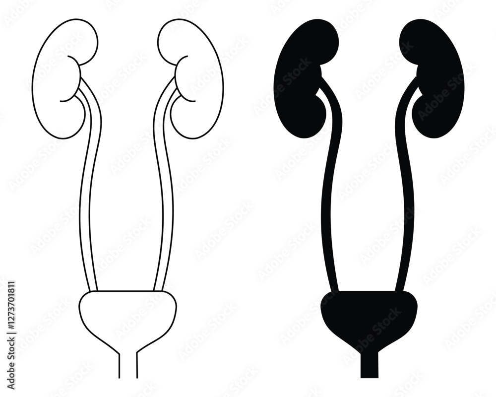 Vektor Human urinary icon set. Human urinary bladder system with kidneys, ureters and bladder ...
