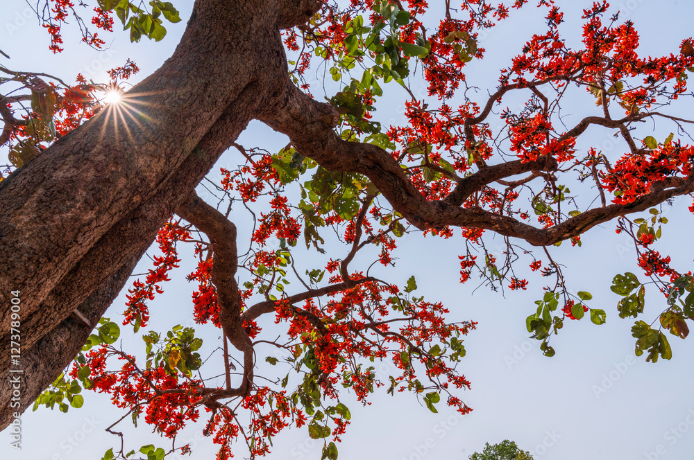 The hybrid teak tree is also known as “Flame of the Forest” and is ...