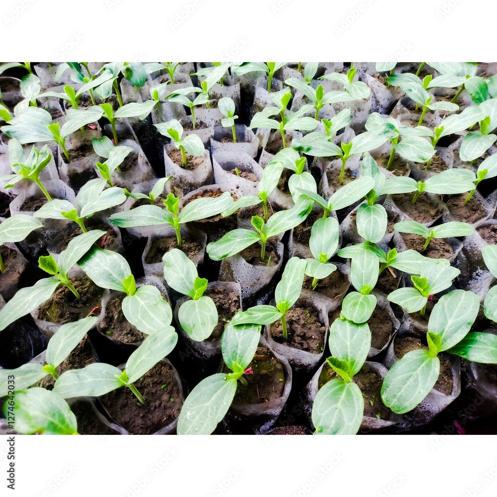 Bitter Gourd (Momordica charantia) Seed Sprouting. Seedlings start to ...