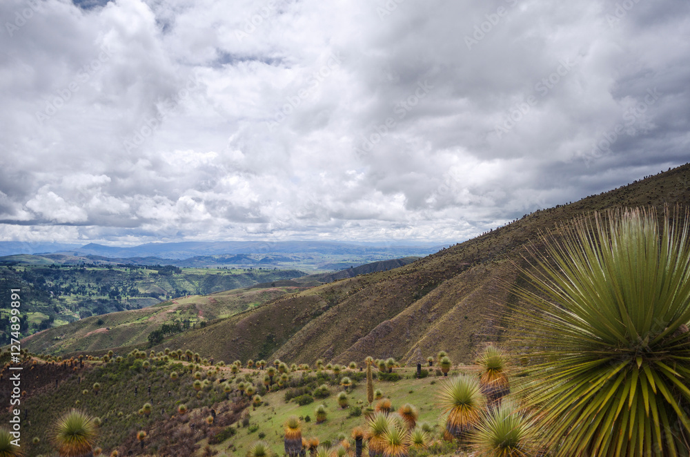 Puya titanca (Puya raimondii): is the largest species of bromeliad, its ...