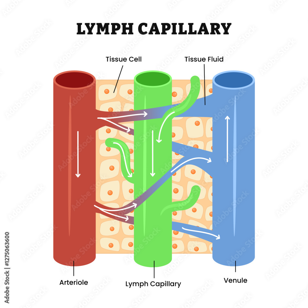 Lymph capillary structure anatomy in human tissue, contain blood vessel ...