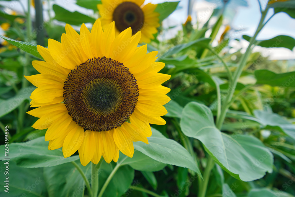 High-resolution Macro Sunflower wallpaper with blue sky, Singapore ...