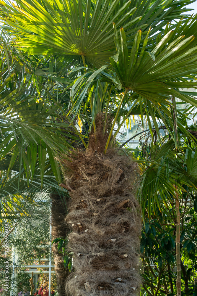 Trachycarpus fortunei, or Chusan palm, Windmill palm, Chinese windmill ...
