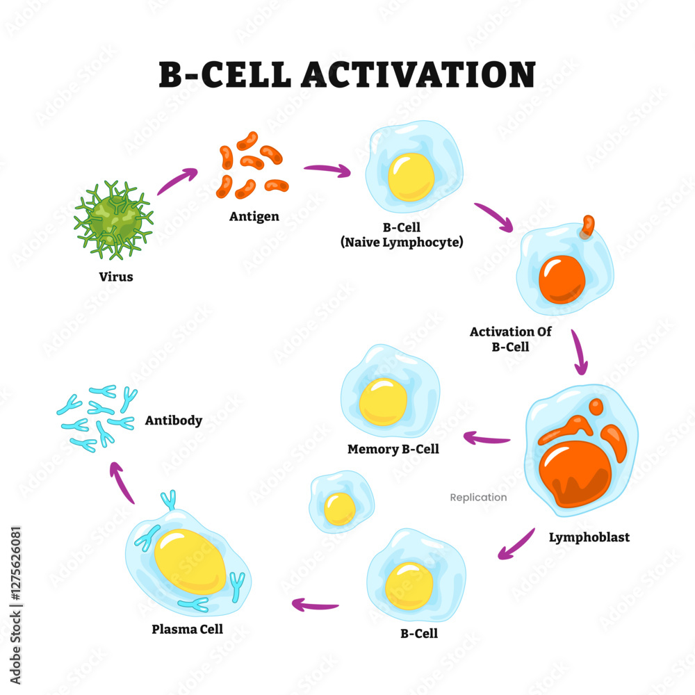 B-cell activation process diagram infographic, leukocytes. B lymphocyte ...