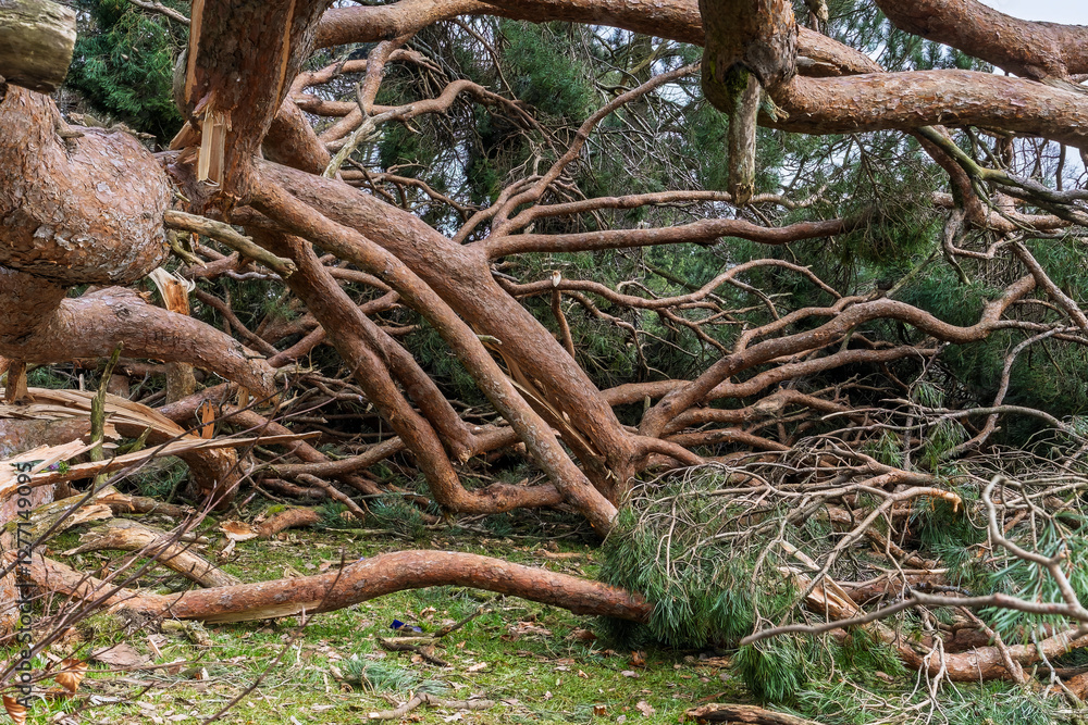 Fallen Uprooted Tree in Public Park Blown Down Storm Eowyn Winds in ...