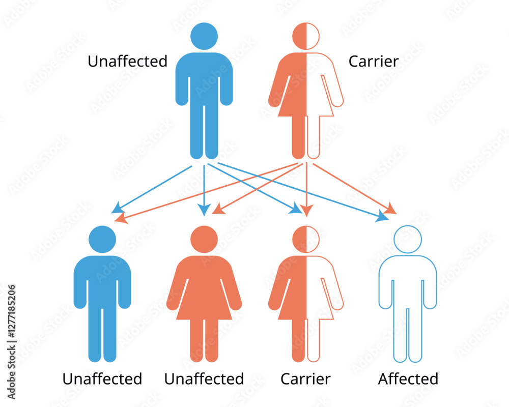 Mendelian genetics, the three possible genetic conditions for a trait ...