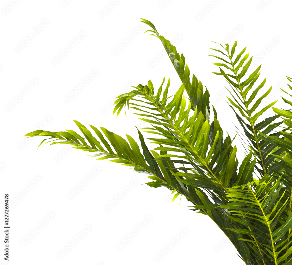 Fotografie fern branch isolated transparent background. PNG fern leaves ...