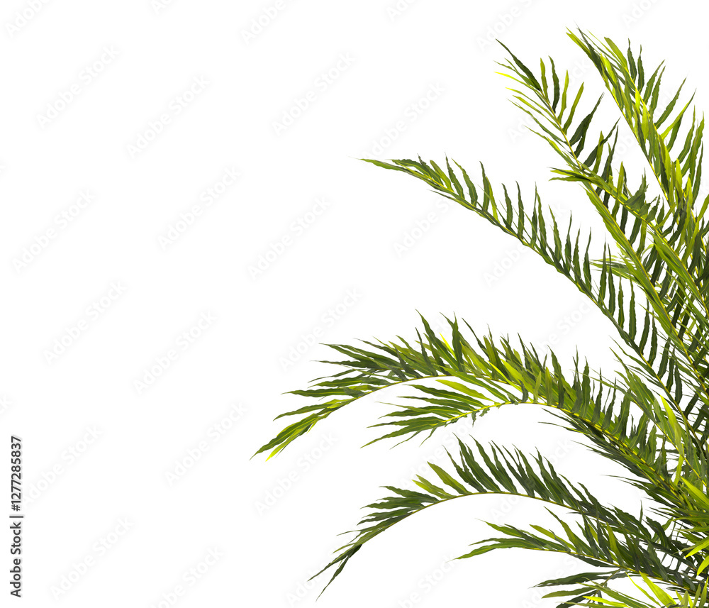 fern branch isolated transparent background. PNG fern leaves isolated ...