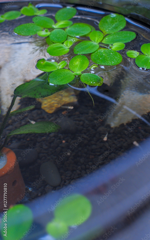 Kiambang, kapu-kapu, pistia, kayambang or apu-apu (Pistia stratiotes ...