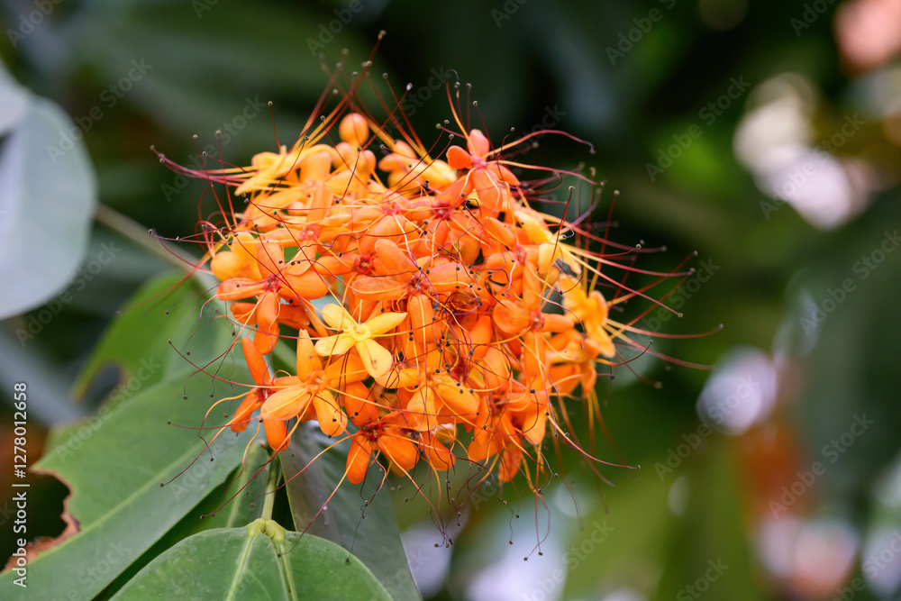 Beautiful Orange Ashoka tree flower or Saraca asoca blooming in summer ...