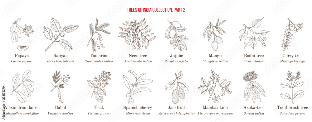 Trees of India collection. Hand drawn botanical vector illustration ...