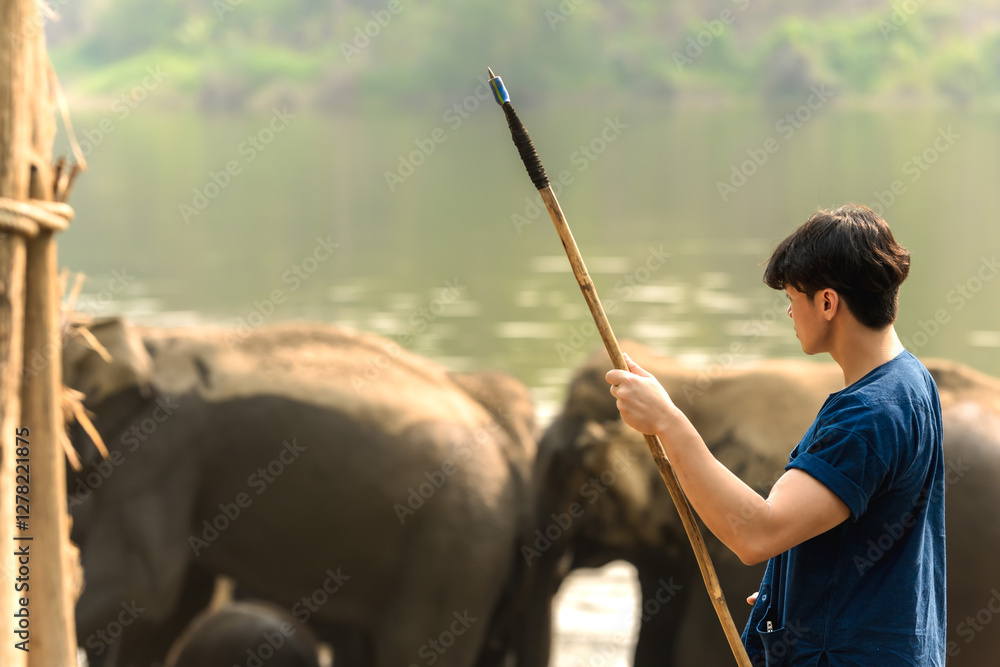 Handsome Asian mahout holding spear weapon taking care elephant in ...