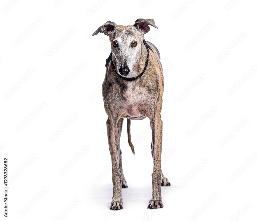 Senior spanish greyhound, galgo espanol, standing and wearing a collar ...