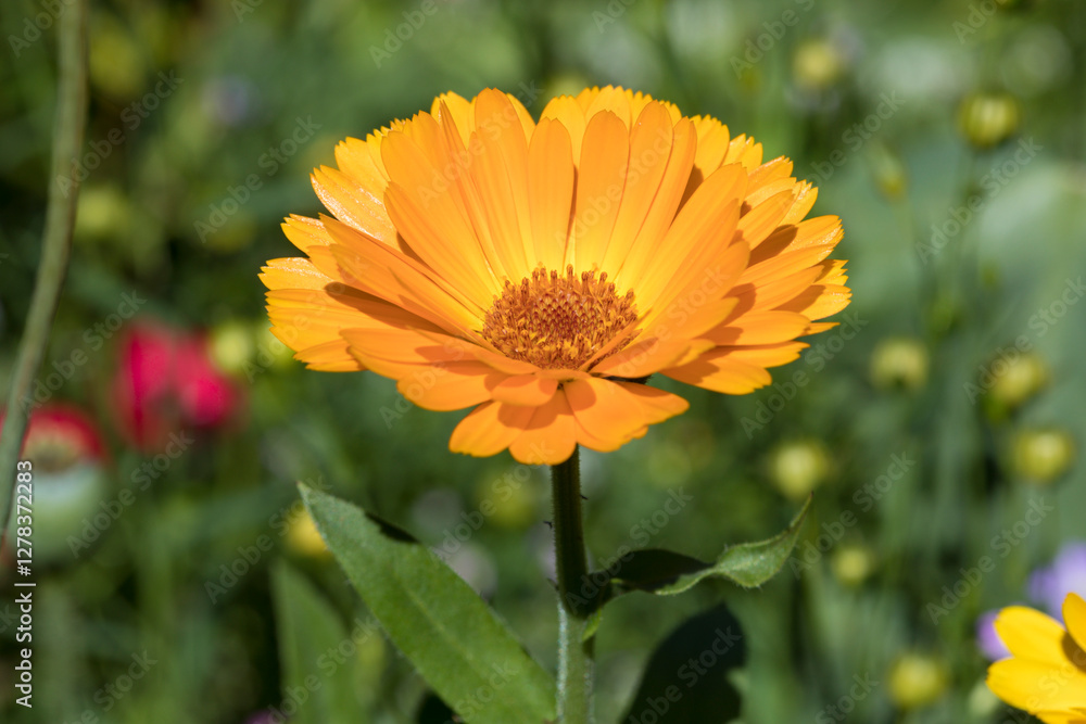 Calendula officinalis flower Stock Photo | Adobe Stock