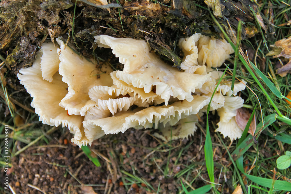 Oyster Mushroom (Pleurotus ostreatus) in detail, with well-defined ...