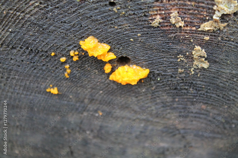 Stock-Foto „A sample of Witches Butter (Tremella Mesenterica) in the ...