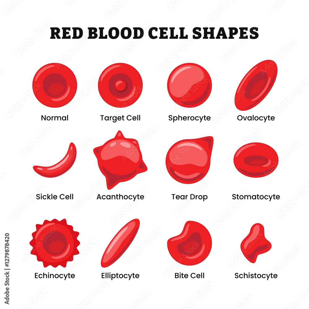 Types of Red Blood Cell Shapes or erythrocytes, morphology normal ...