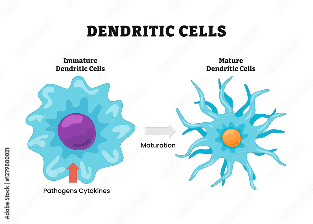 Dendritic cells process stage diagram, labeled with immature and mature ...