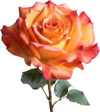 Off White And Yellow Gradient Rose Free Stock Photo - Public Domain ...