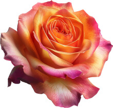 Off White And Yellow Gradient Rose Free Stock Photo - Public Domain ...