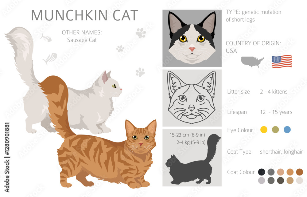 Munchkin Cat clipart. All coat colors set. All cat breeds ...