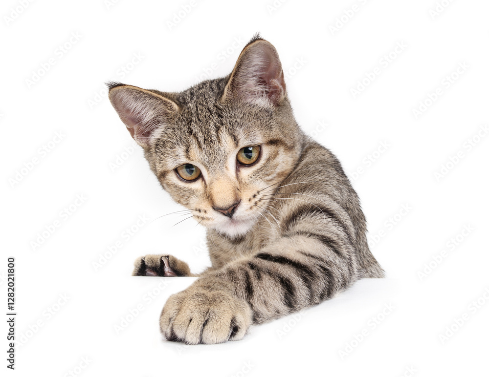 Curious cat reaching with one paw while sitting behind table ...