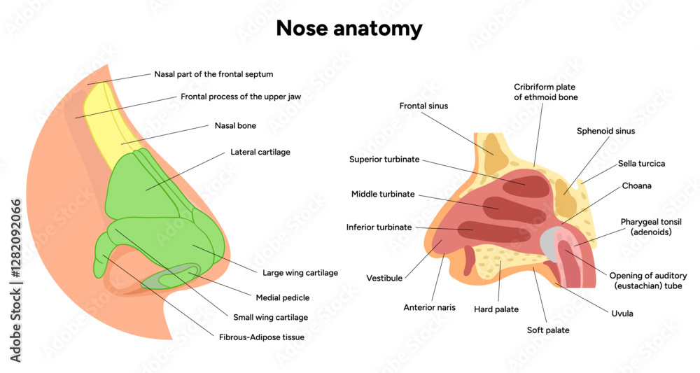 External Bone structure of the nose with internal nose anatomy. Medical ...