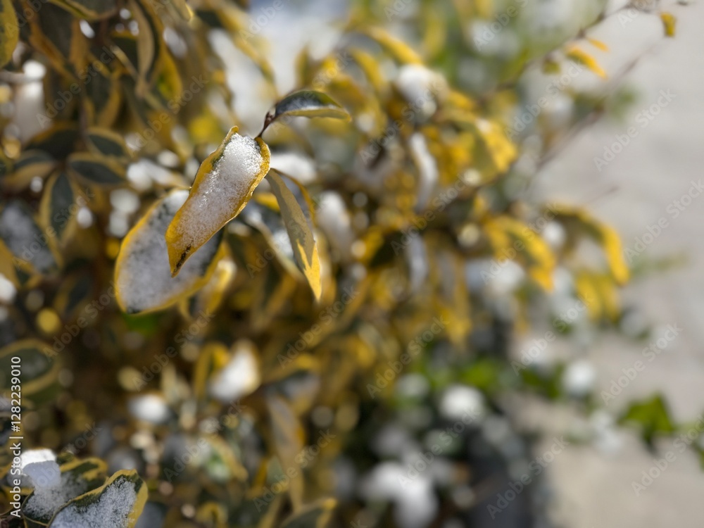 Foto de Stock Gold Taflan (Euonymus Japonicus Aurea) plant and snow in ...