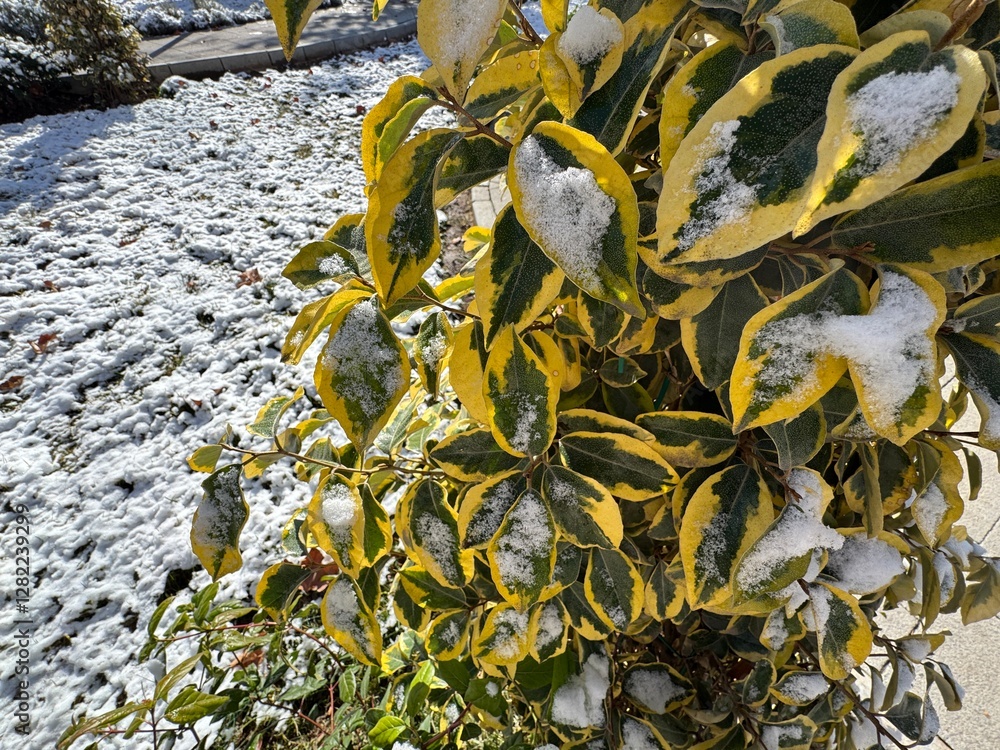 Gold Taflan (Euonymus Japonicus Aurea) plant and snow in winter ...