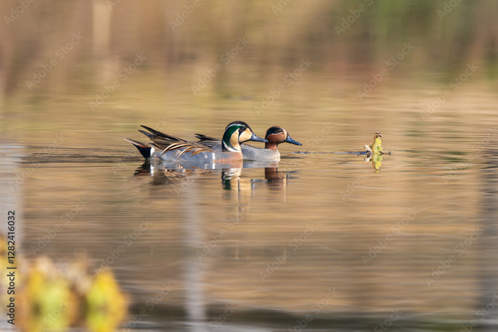 Baikal Teal (Sibirionetta formosa) and Green-winged Teal (Anas crecca ...
