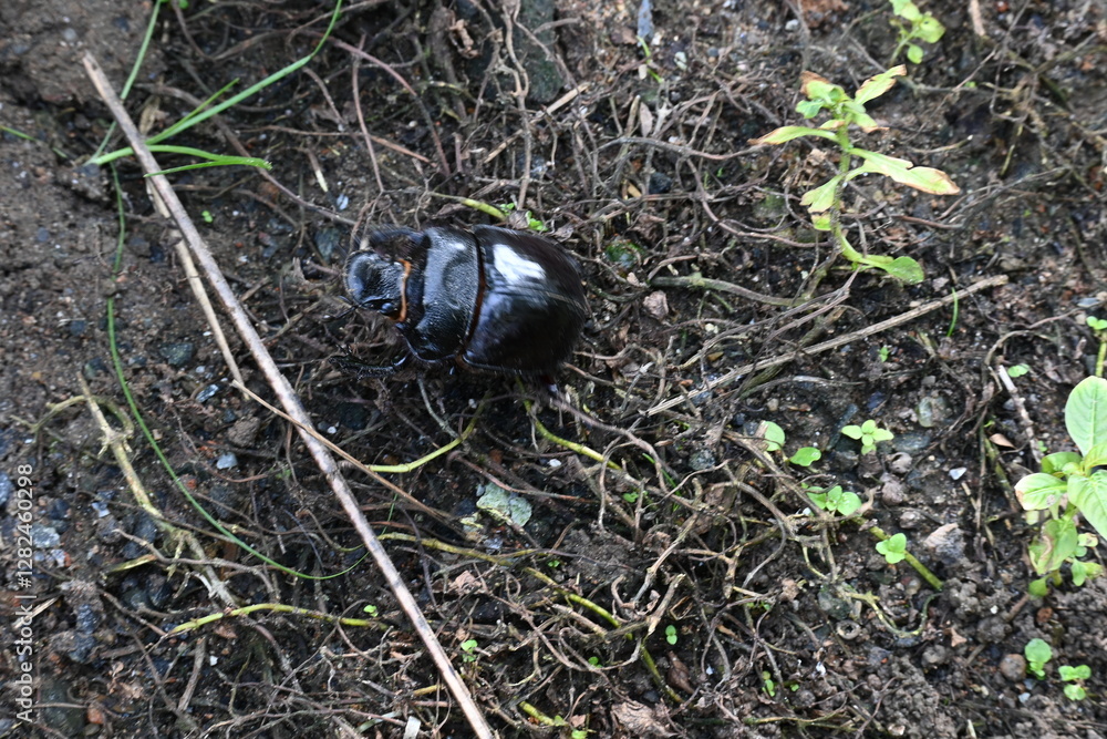 Dung beetles are beetles that eat feces. These can bury dung several ...