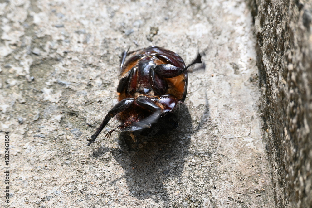 Dung beetles are beetles that eat feces. These can bury dung several ...