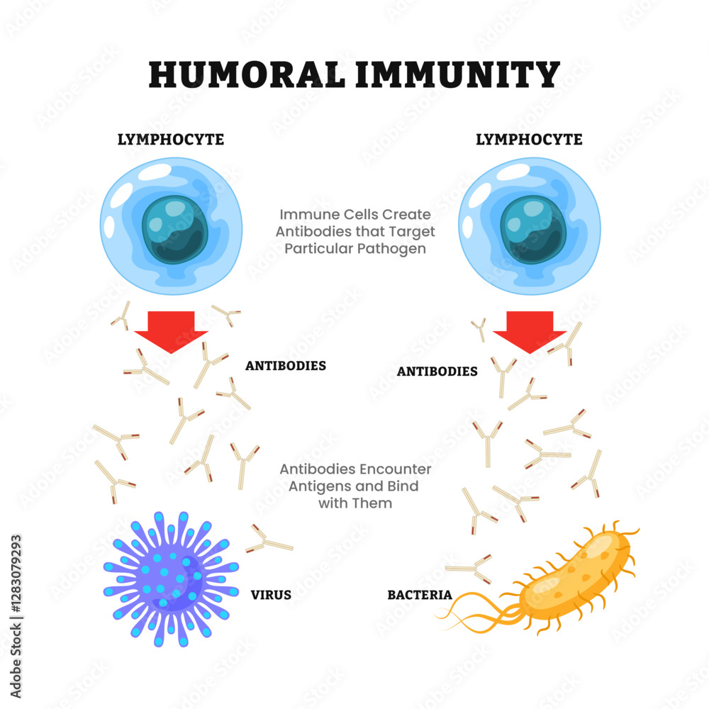 Humoral Immunity process diagram medical poster, Immune response. antibody-mediated immunity ...