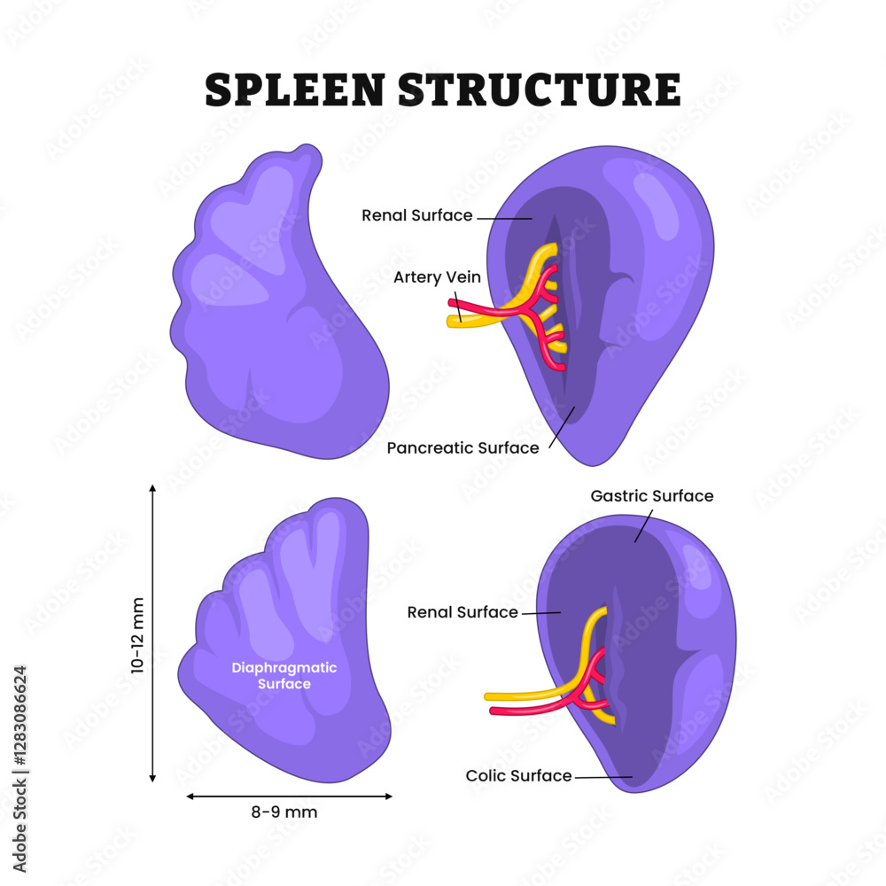 Spleen structure anatomy diagram, Diaphragmatic, Gastric, Renal and Colic surfaces. Lymphatic ...