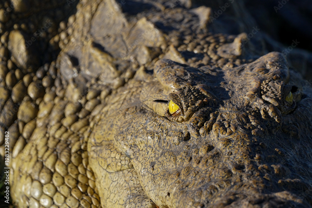 Yellow eye of a nile crocodile opening its yellow eye, Chobe national ...