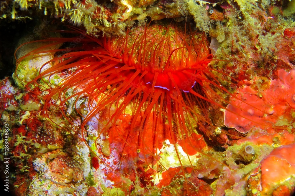 Red clam (Saltwater clam, Ctenoides ales) on the tropical coral reef ...