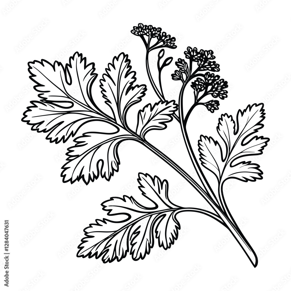 Vector de Stock Coriander cilantro seeds botanical coloring page line ...