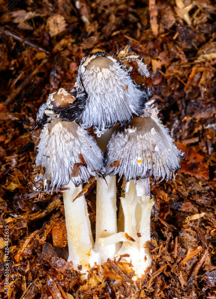 Coprinus sp. - group of saprotrophic dung beetles on old horse manure ...