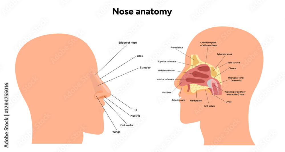External Bone structure of the nose with internal nose anatomy. Medical ...