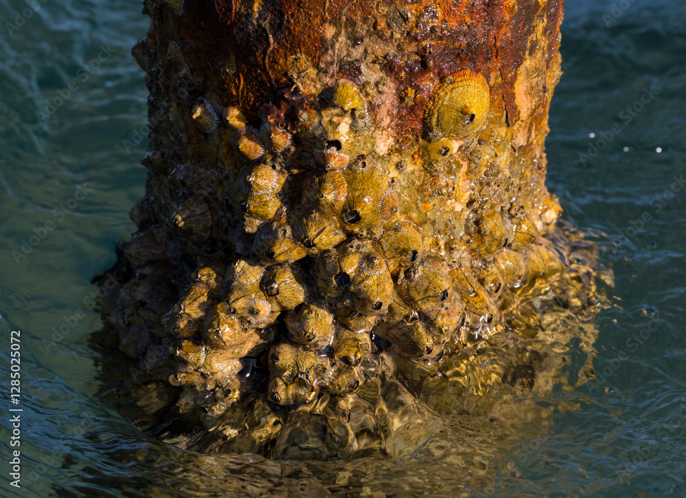 Tetraclita squamosa - Thatched barnacle. Balanus (Balanomorpha) is a ...