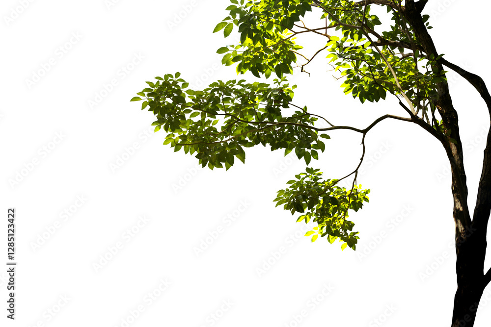 Photo Stock Image of branches with green leaves growing separately from ...