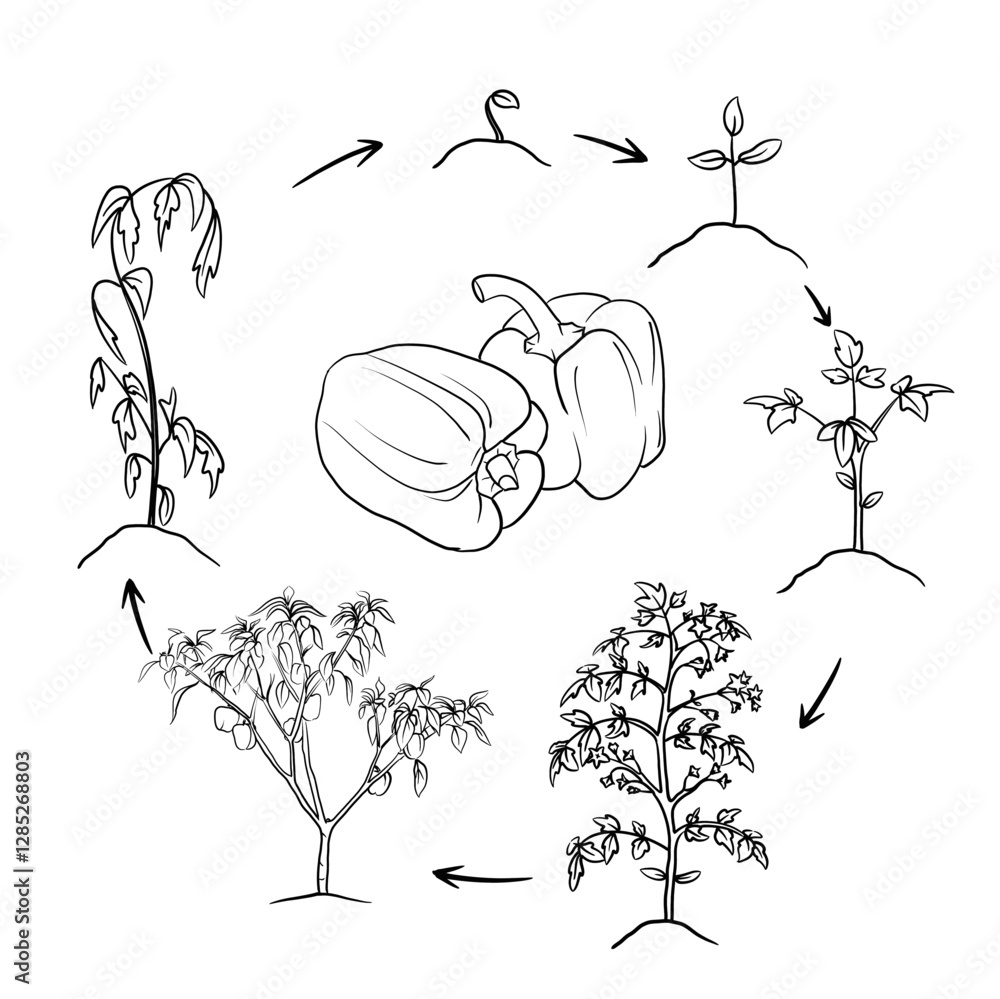 Hand drawn vector sketch illustration Line art, Life cycle of Paprica or red bell pepper plant ...