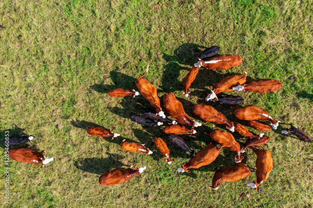Bird's-eye perspective of Finnish dairy cows clustered in green pasture ...