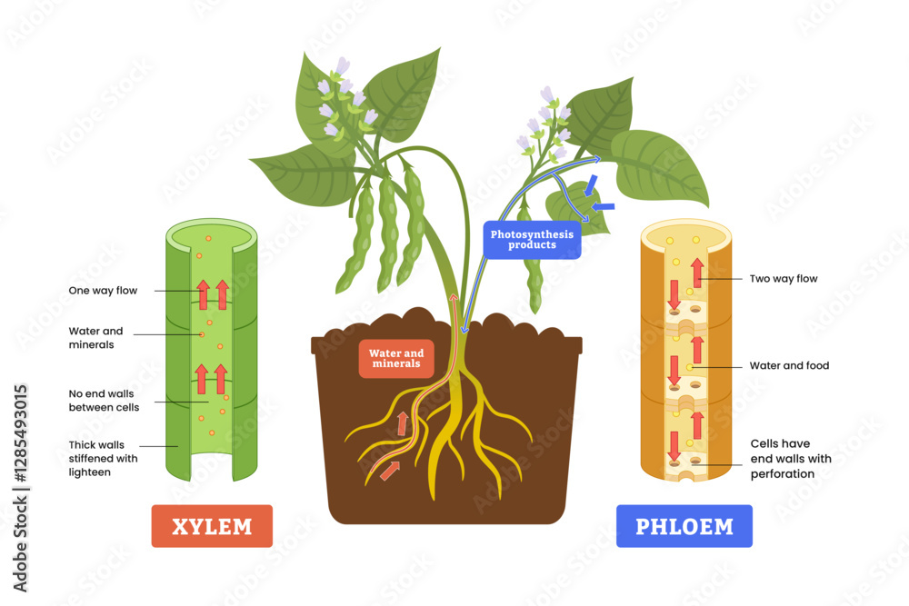 Vector de Stock Xylem and phloem diagram process, Labeled water, nutrient and mineral ...