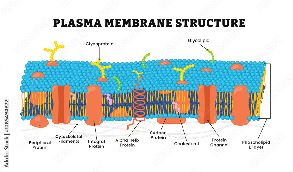 Plasma cell membrane structure anatomy diagram model, Cell cytoplasmic membrane structure ...
