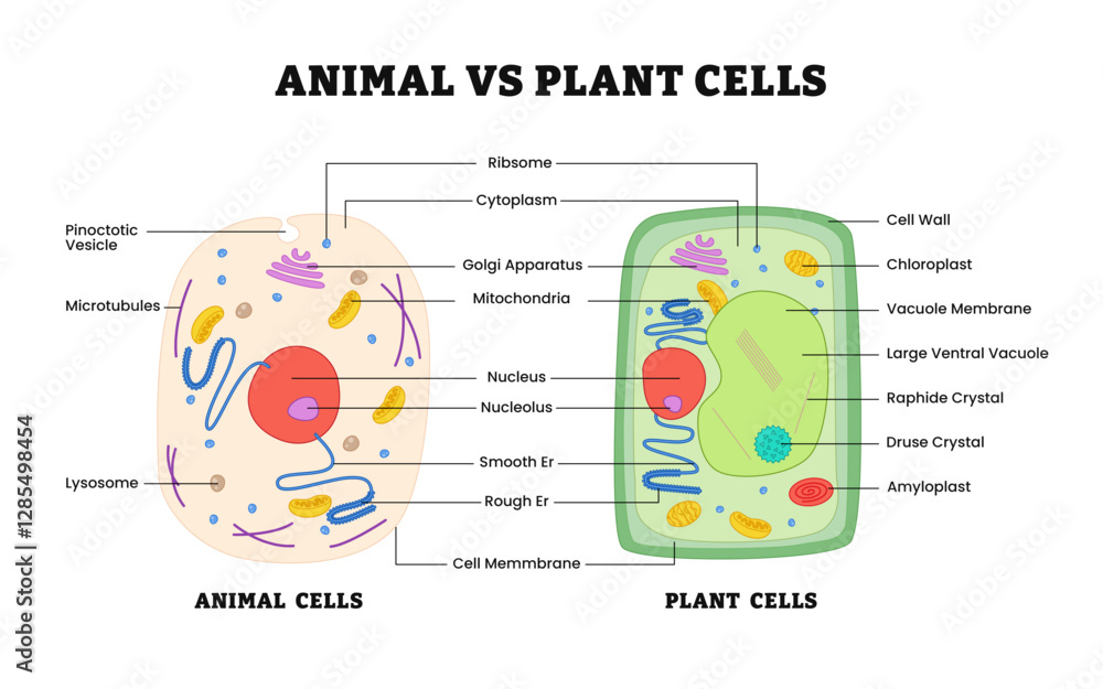Animal Cell And Plant Cell Cross Section Structure Anatomy Comparison