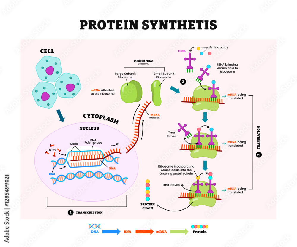 Protein Synthesis Diagram Process, labeled transcription, translation ...